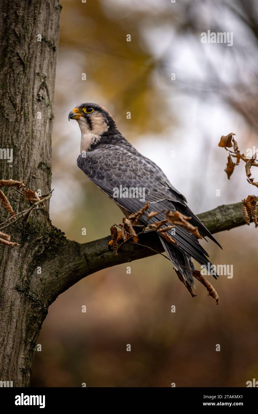 A Lanner falcon perches on a side branch of a tree. Its gray plumage ...