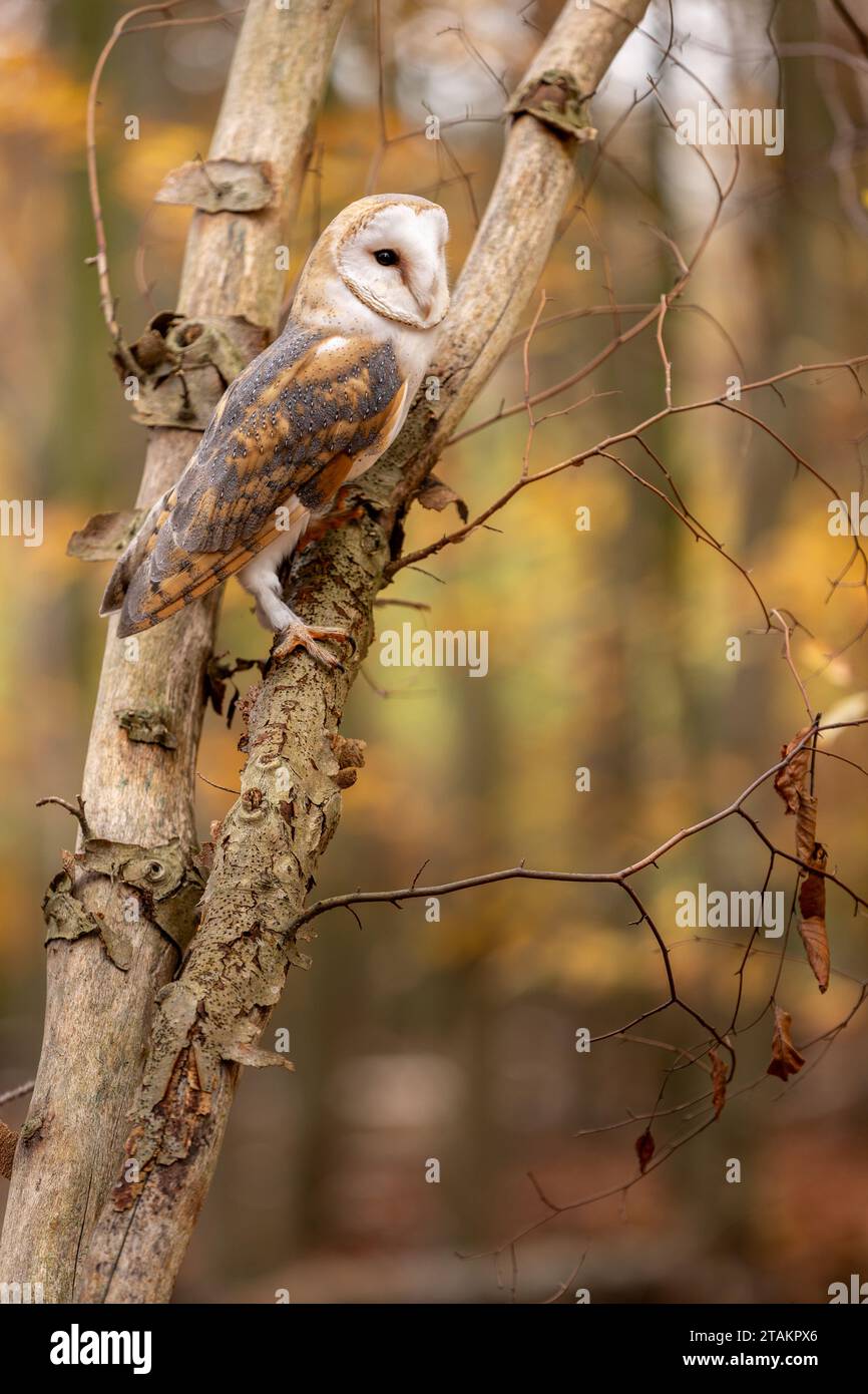 A barn owl sits on a dry trunk in the autumn forest. The golden yellow ...