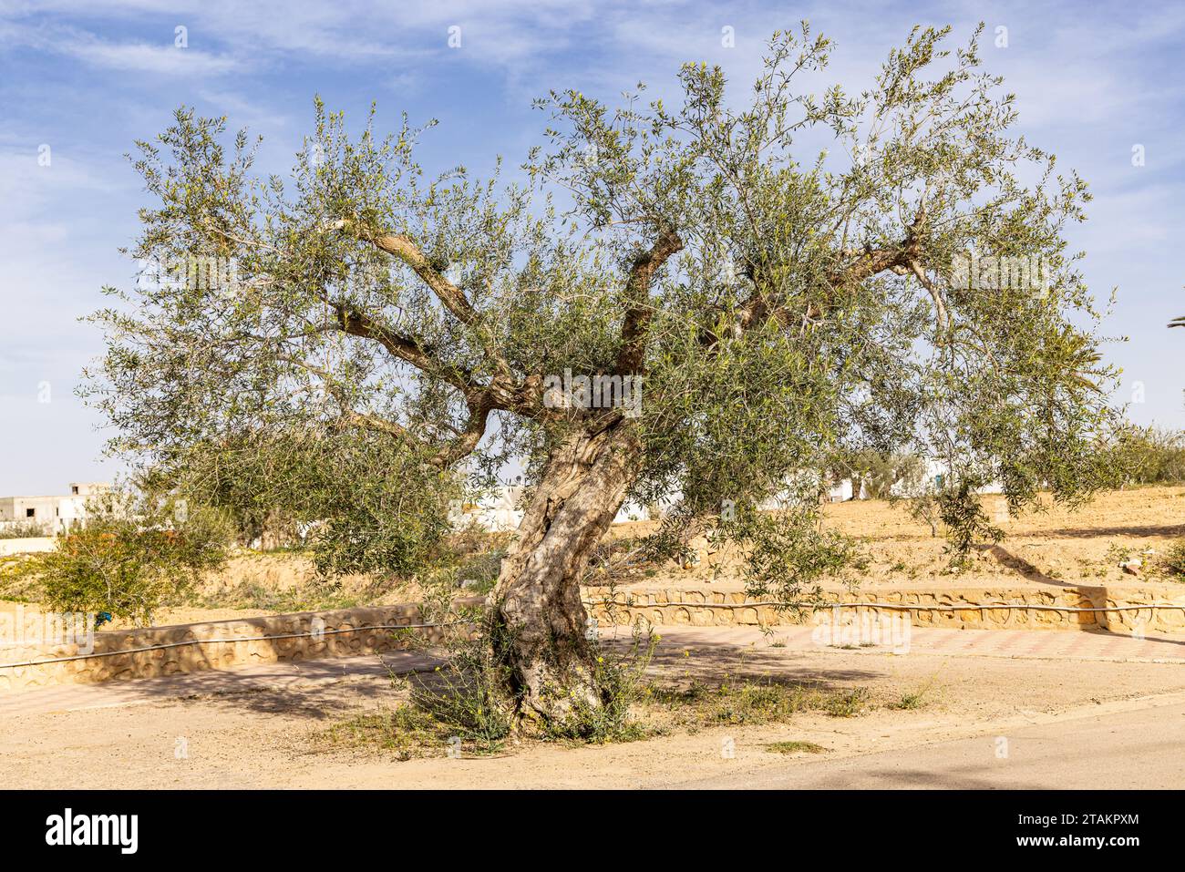 Olive tree tunisia hi-res stock photography and images - Alamy