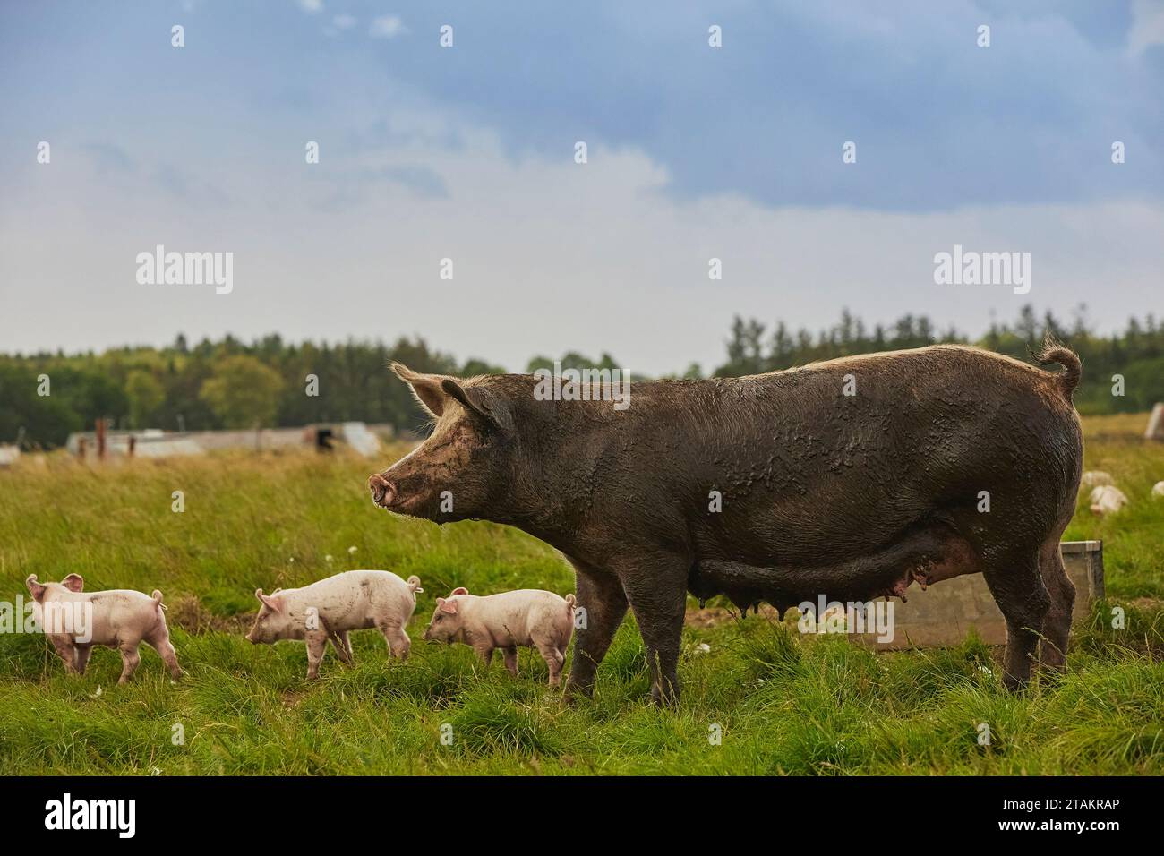 Eco pig farm in the field in Denmark Stock Photo - Alamy