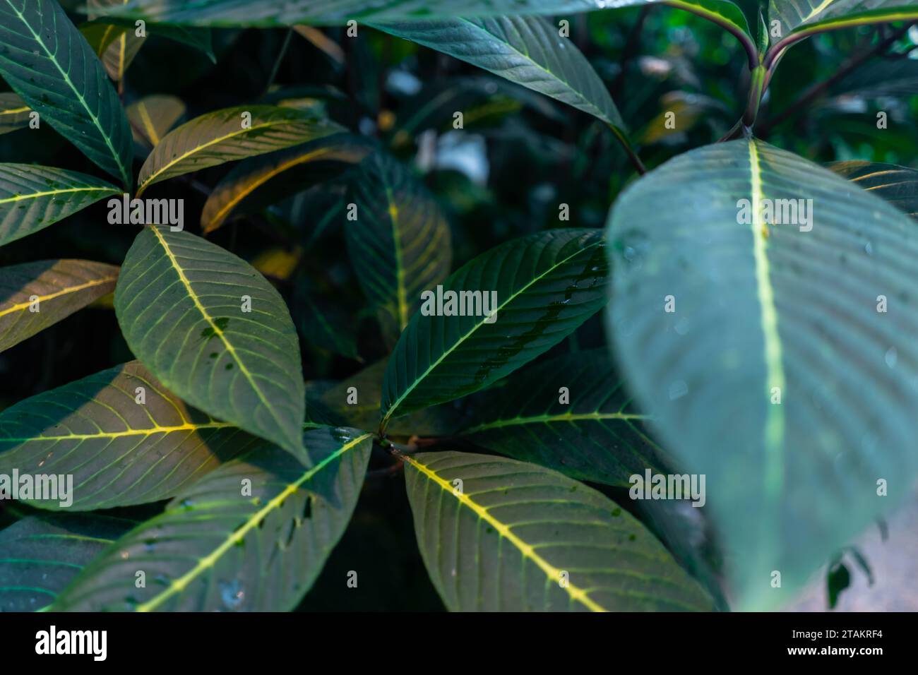 green plant Sanchezia speciosa at botanical garden, leaves wallpaper ...