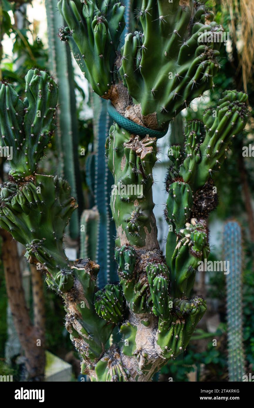 green cactus with spikes in botanical garden Stock Photo - Alamy