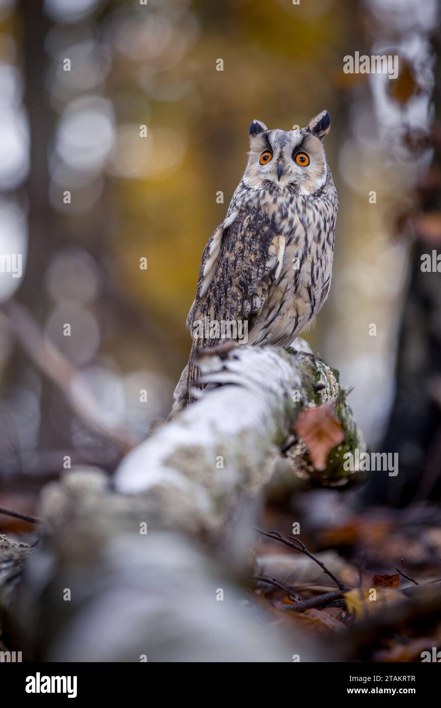 A long-eared owl sits quietly on a birch branch in the autumnal forest ...