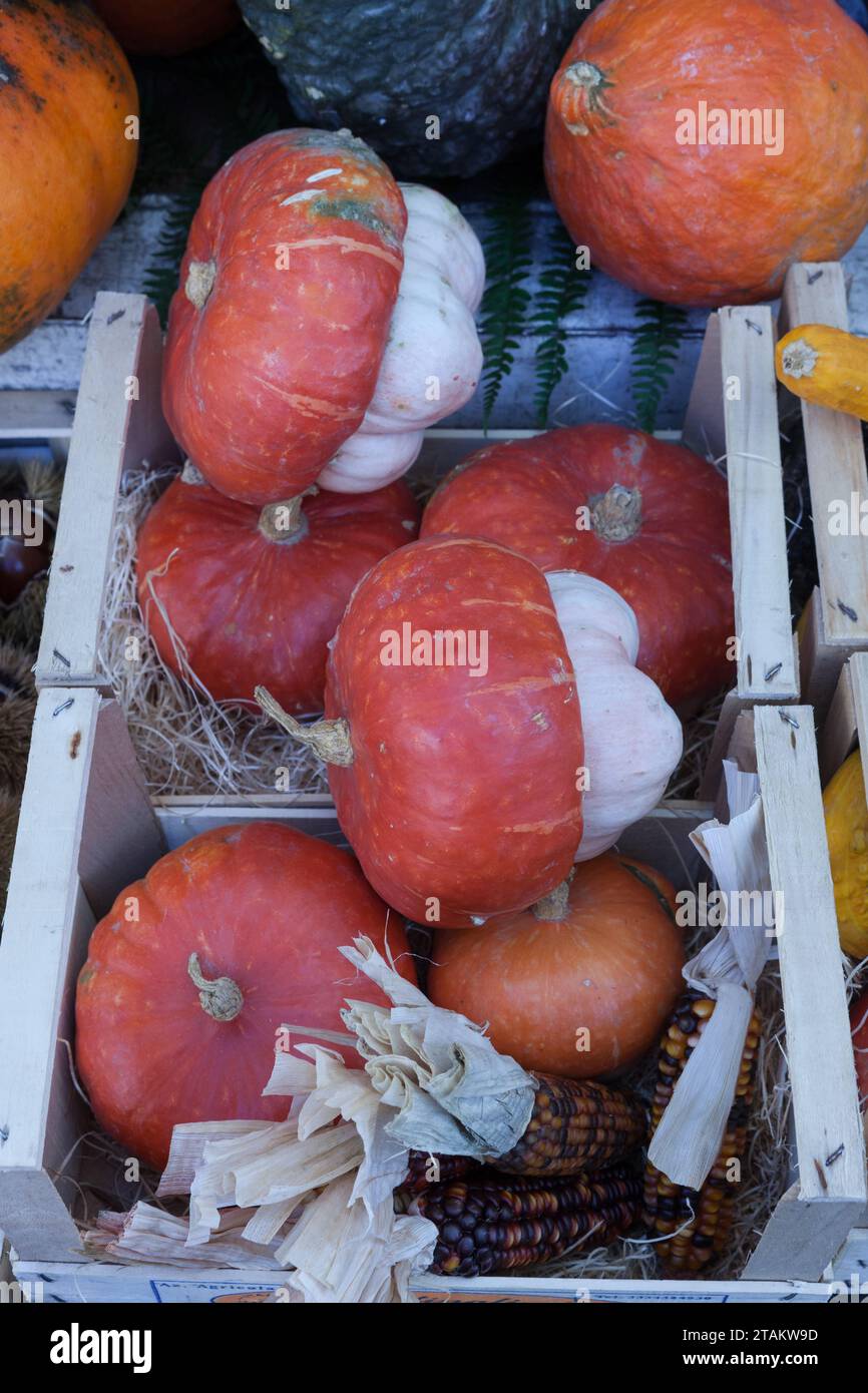 Mushroom-shaped squash, Rome, Italy Stock Photo - Alamy