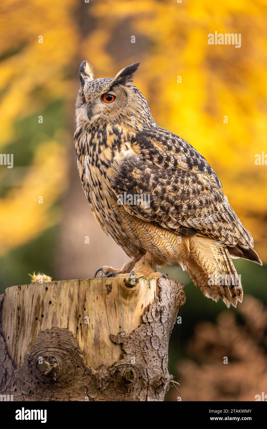 The European eagle owl is one of the largest owls. Here a male owl ...