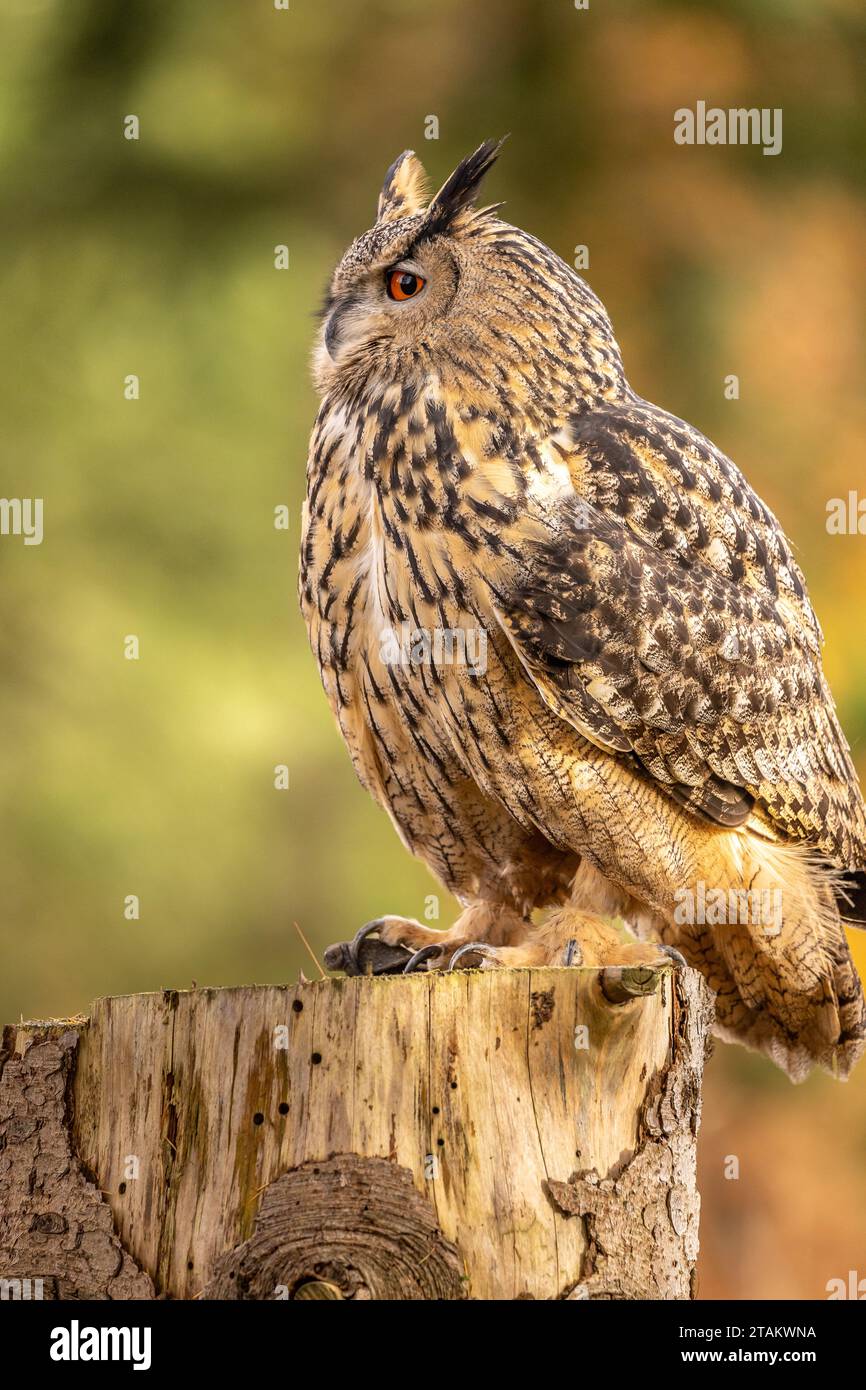 The European eagle owl is one of the largest owls. Here a male owl ...