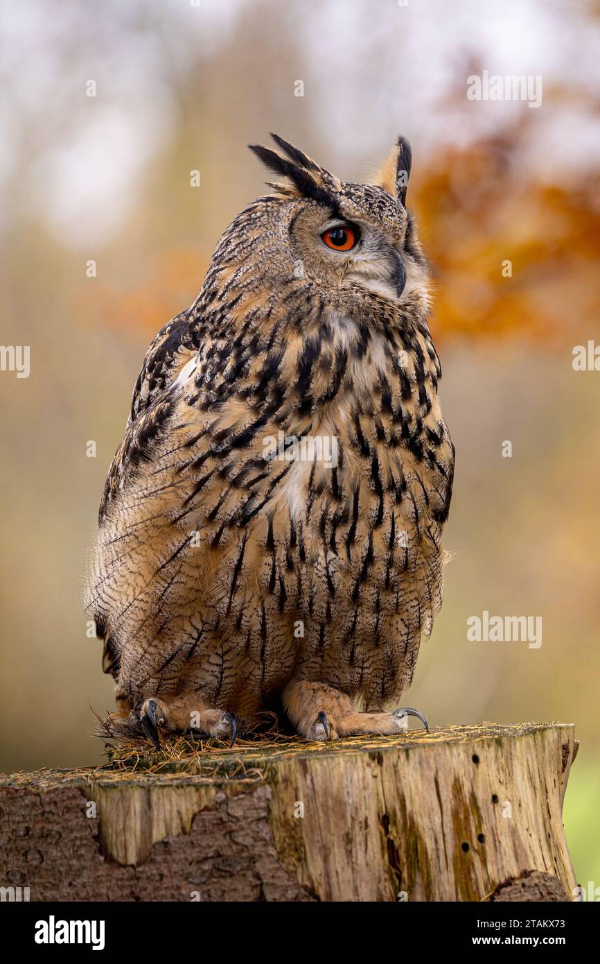 The European eagle owl is one of the largest owls. Here a male owl ...