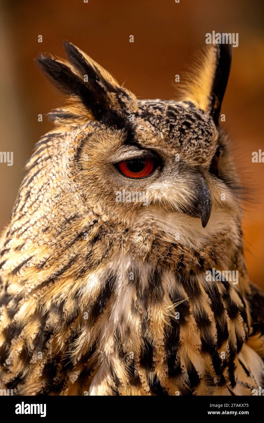 The European eagle owl is one of the largest owls. Here is a beautiful ...