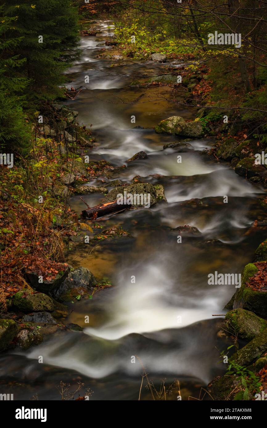 Ponikly creek with flood water after night rain in autumn foggy morning ...