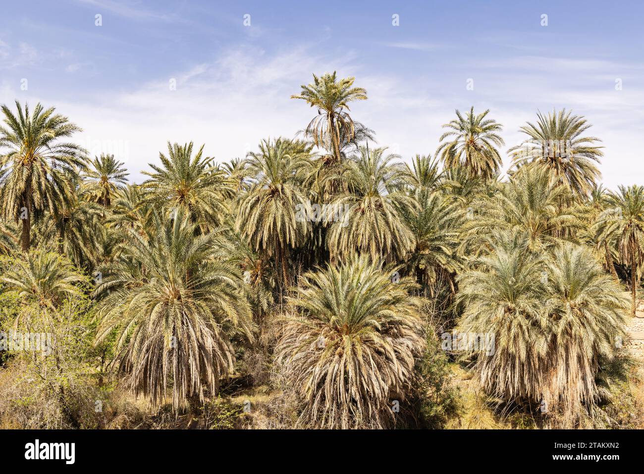 Tozeur, Tunisia. Palm trees in a desert oasis Stock Photo - Alamy