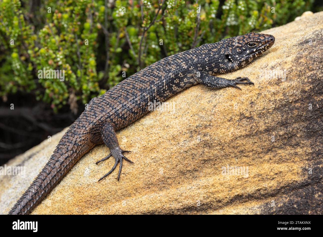 Australian cunninghams skink egernia hi-res stock photography and ...