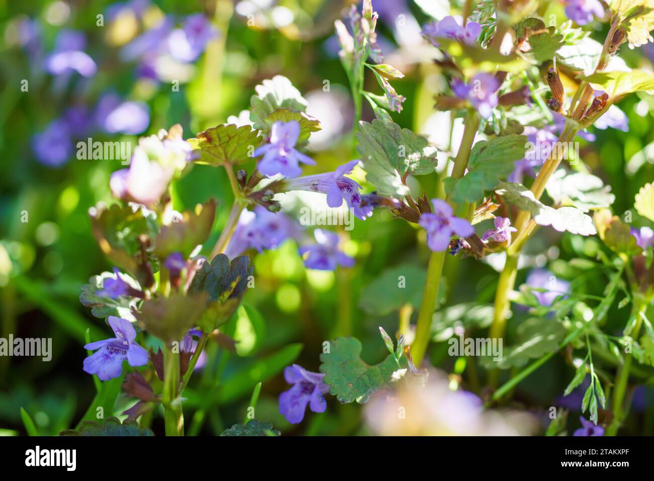 Glechoma hederacea, creeping charlie, alehoof, tunhoof, catsfoot, field ...