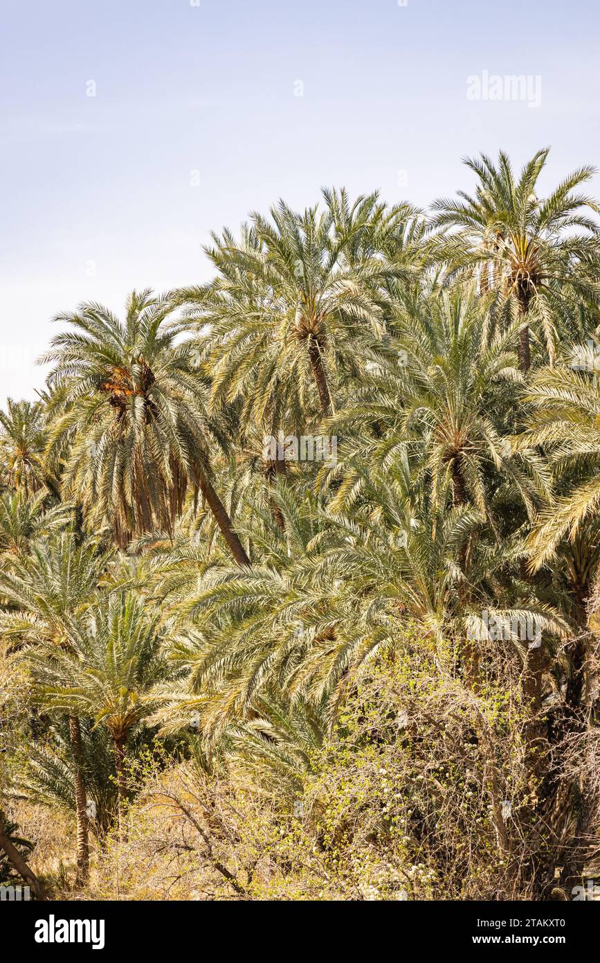Tozeur, Tunisia. Palm trees in a desert oasis Stock Photo - Alamy
