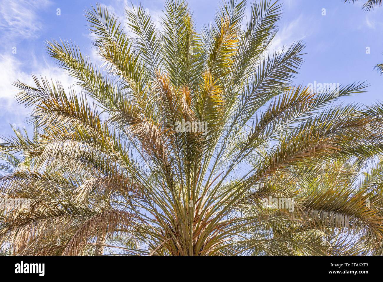 Tozeur, Tunisia. Palm trees in a desert oasis Stock Photo - Alamy
