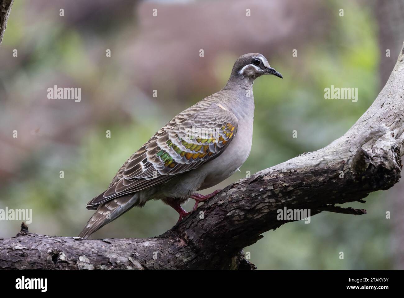 Common australian pigeon hi-res stock photography and images - Alamy