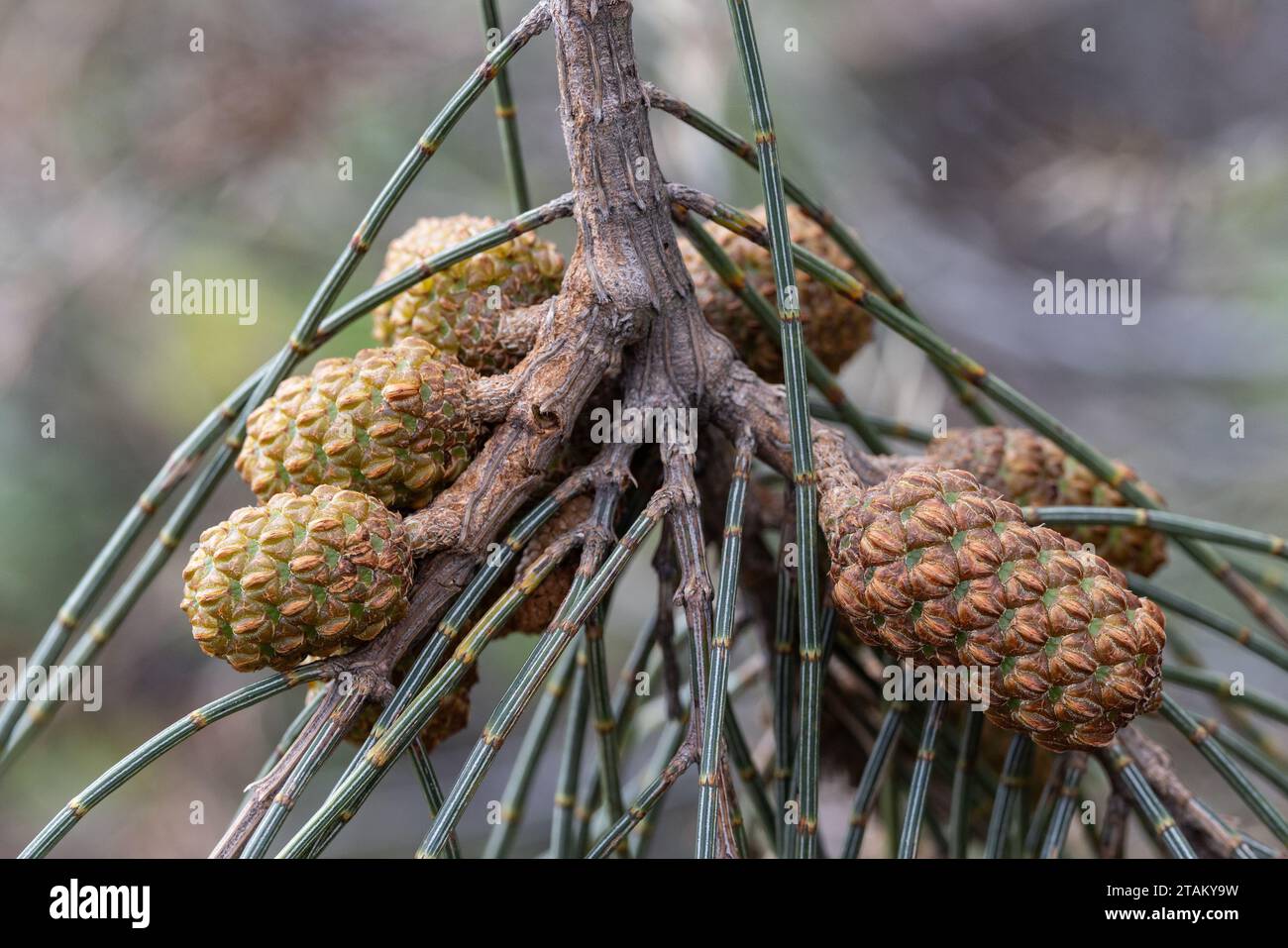 Tree seed pods hi-res stock photography and images - Alamy