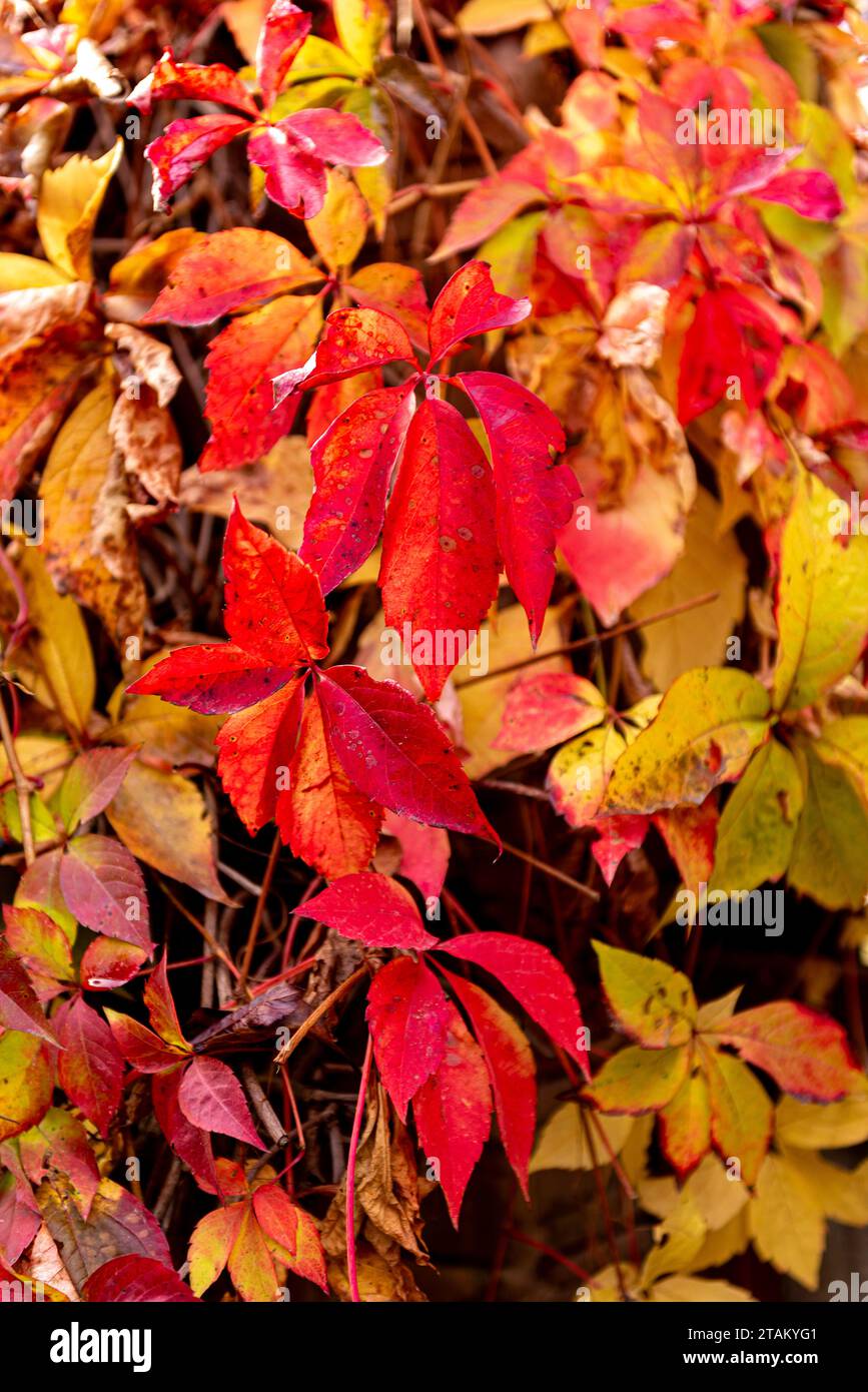 red and yellow leaves of a Virginia creeper Parthenocissus quinquefolia ...
