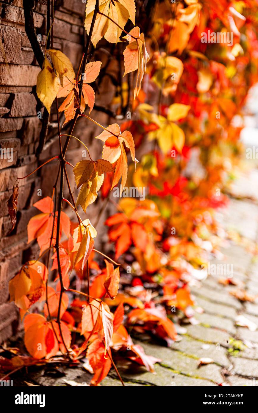 red and yellow leaves of a Virginia creeper Parthenocissus quinquefolia ...