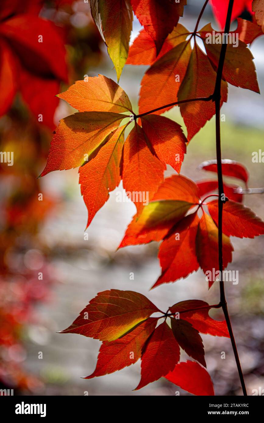red and yellow leaves of a Virginia creeper Parthenocissus quinquefolia ...