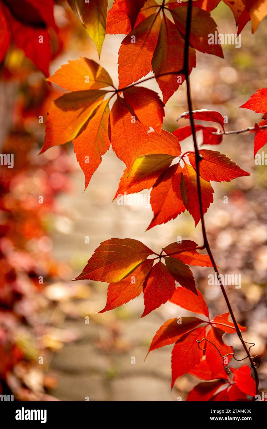 red and yellow leaves of a Virginia creeper Parthenocissus quinquefolia ...