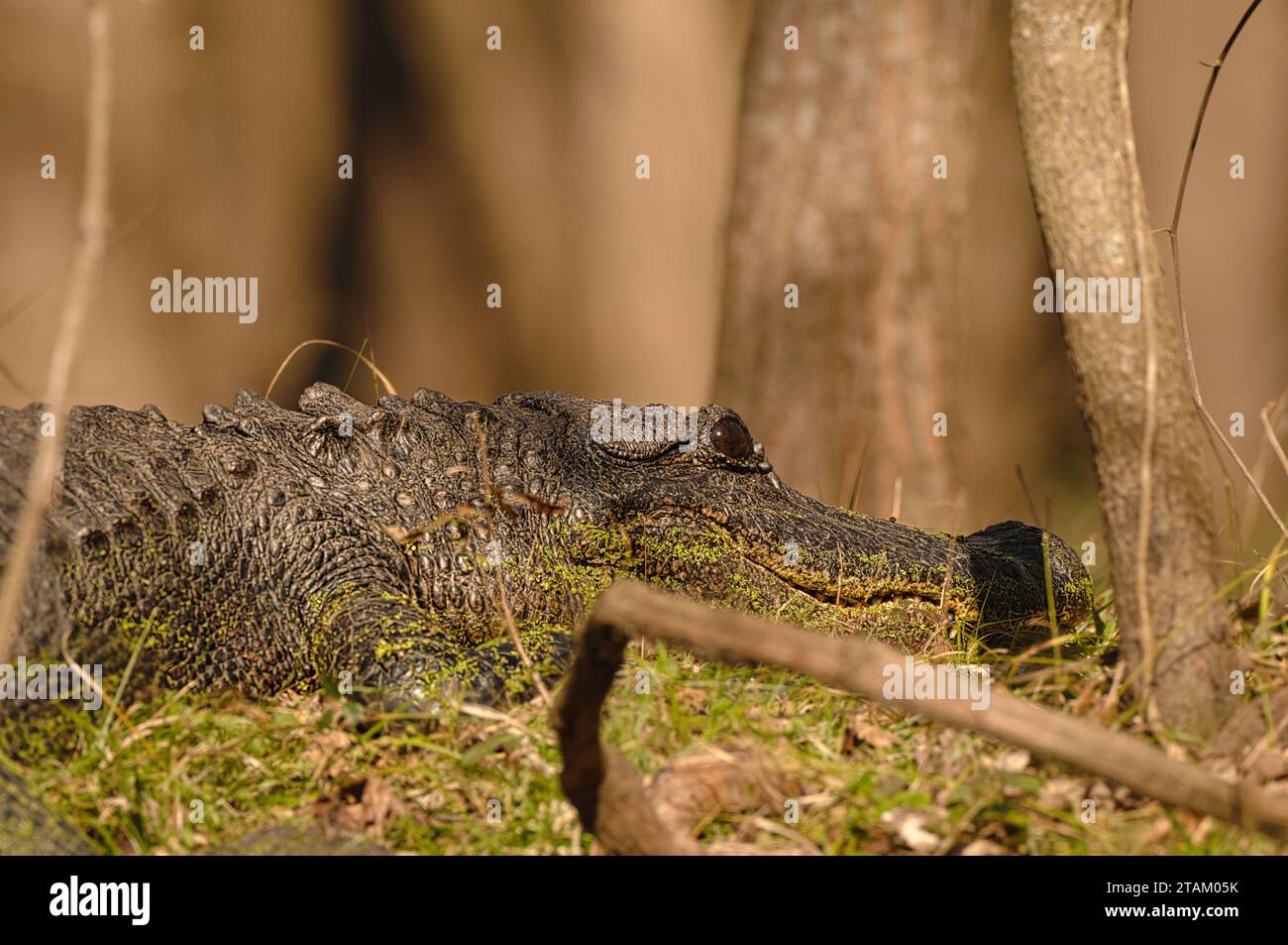 American alligator claws hi-res stock photography and images - Alamy