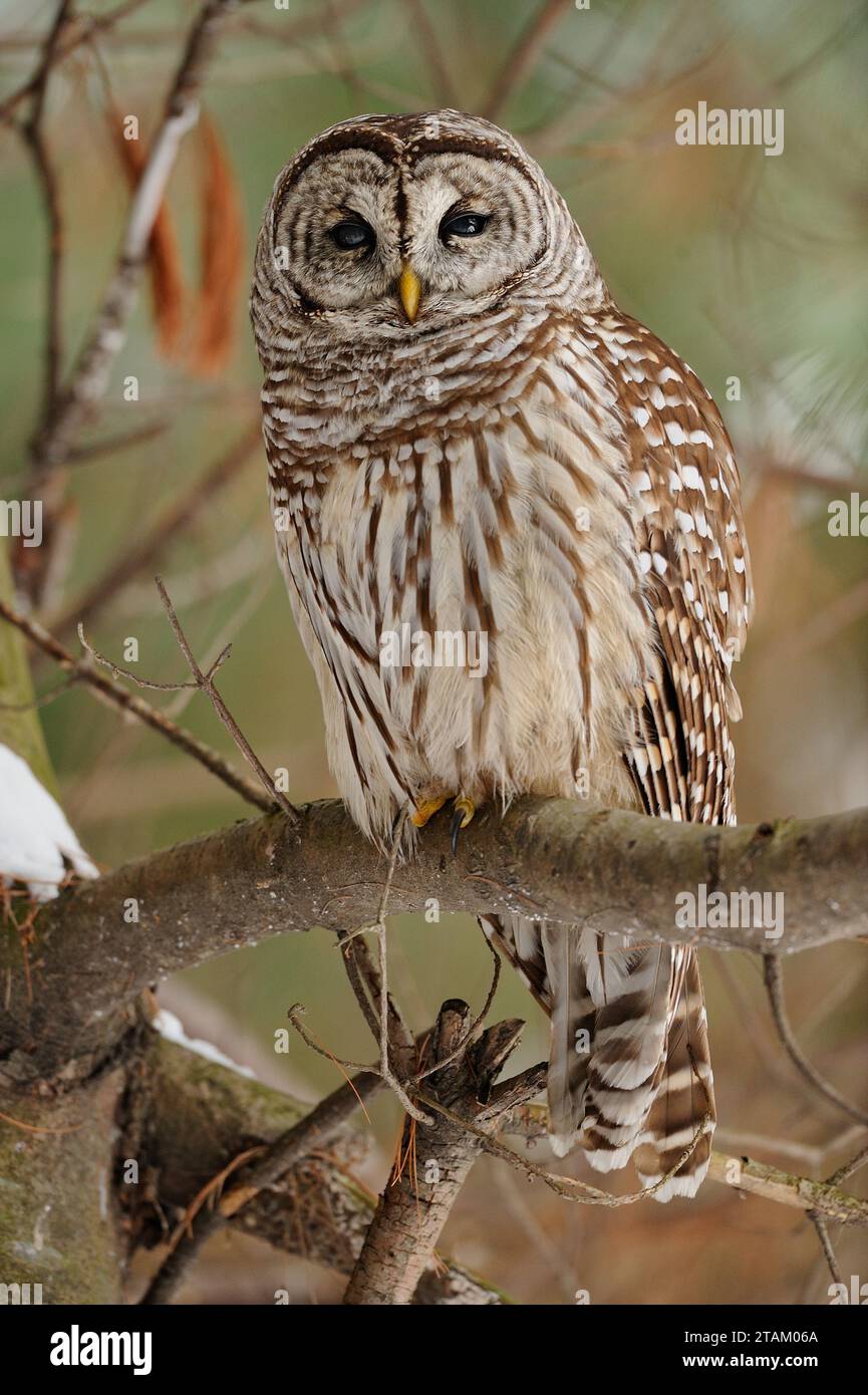 Barred plumage hi-res stock photography and images - Alamy