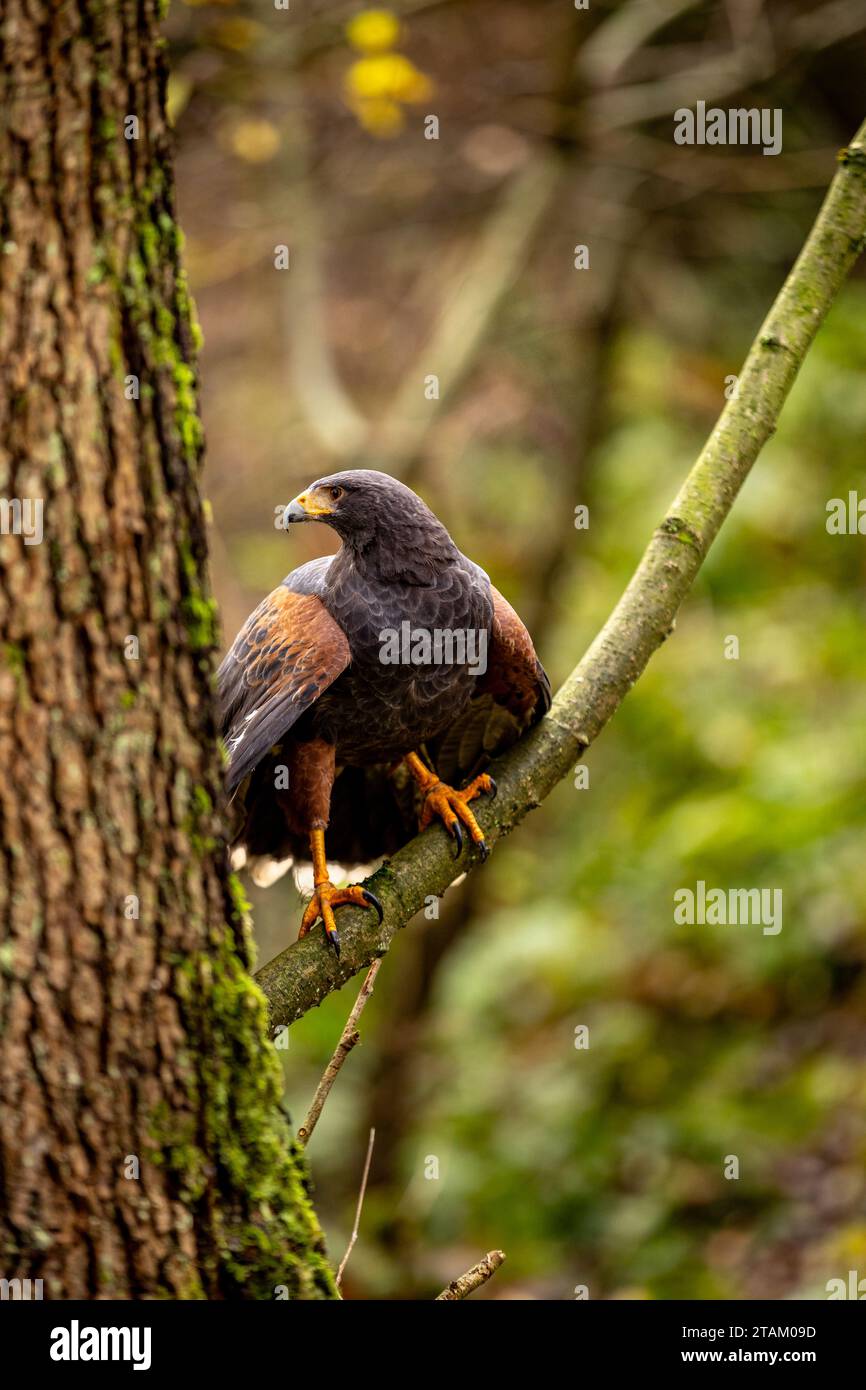 A Harris Hawk sits on a branch. It may be watching its next prey. The ...