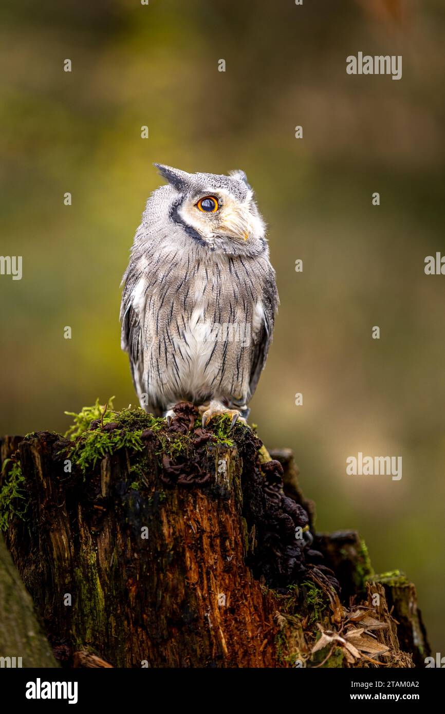 A small white-faced owl sits on a moss-covered trunk. The plumage forms ...