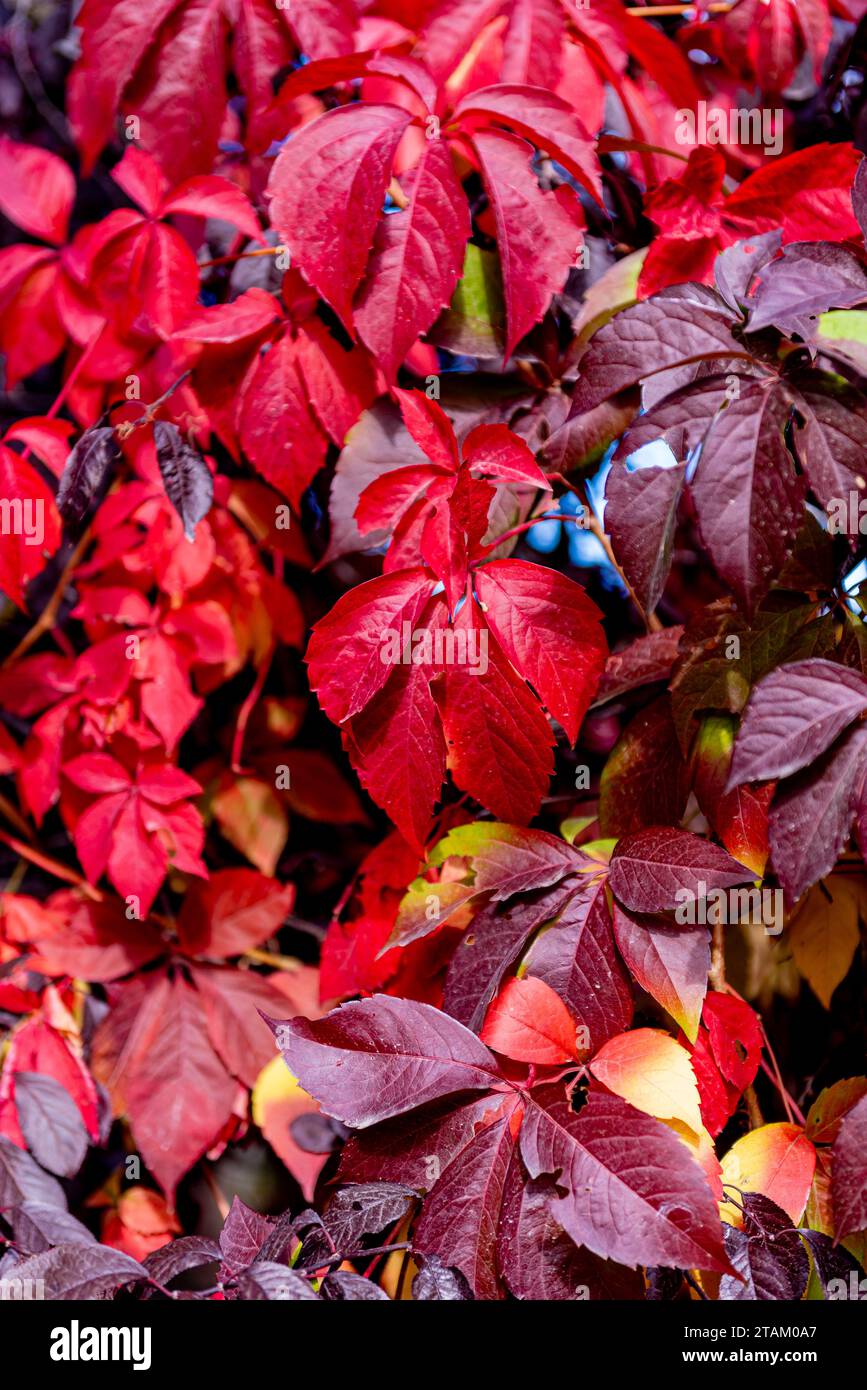 red and yellow leaves of a Virginia creeper Parthenocissus quinquefolia ...
