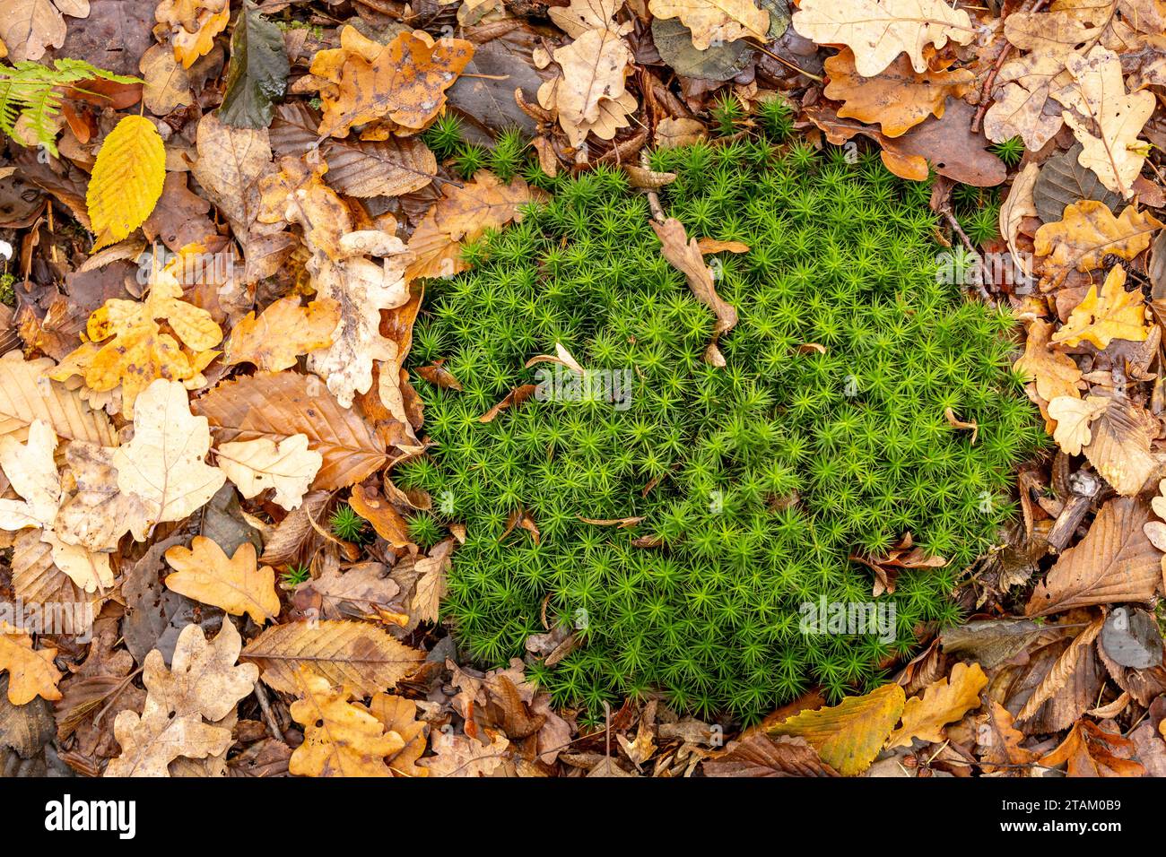 Lush green star moss on an autumnal deciduous forest floor. The colors ...