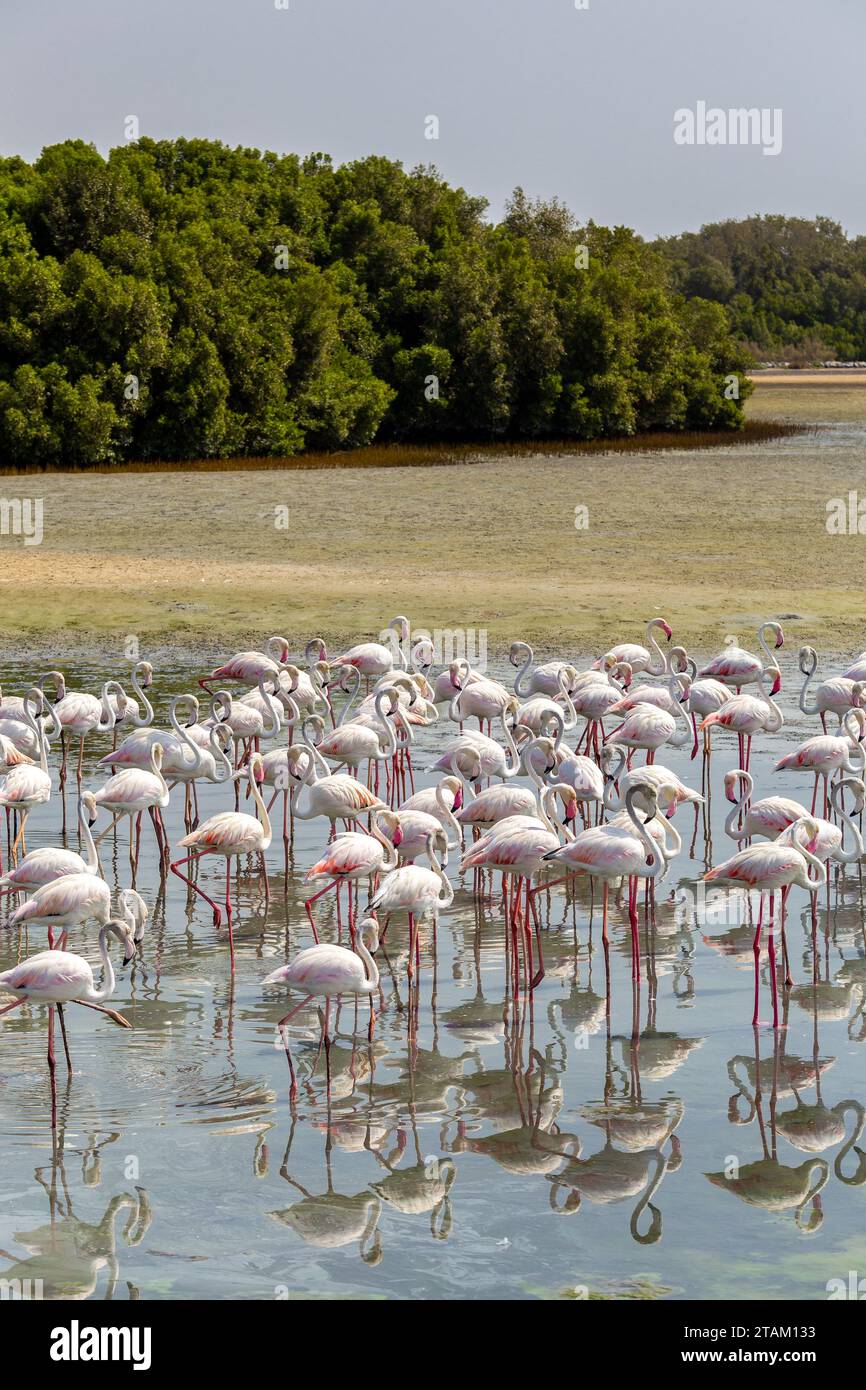 Greater Flamingos (Phoenicopterus roseus) at Ras Al Khor Wildlife ...