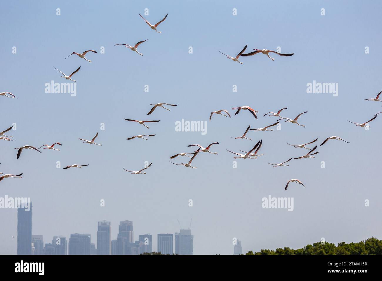 Flock of Greater Flamingos (Phoenicopterus roseus) in Ras Al Khor ...