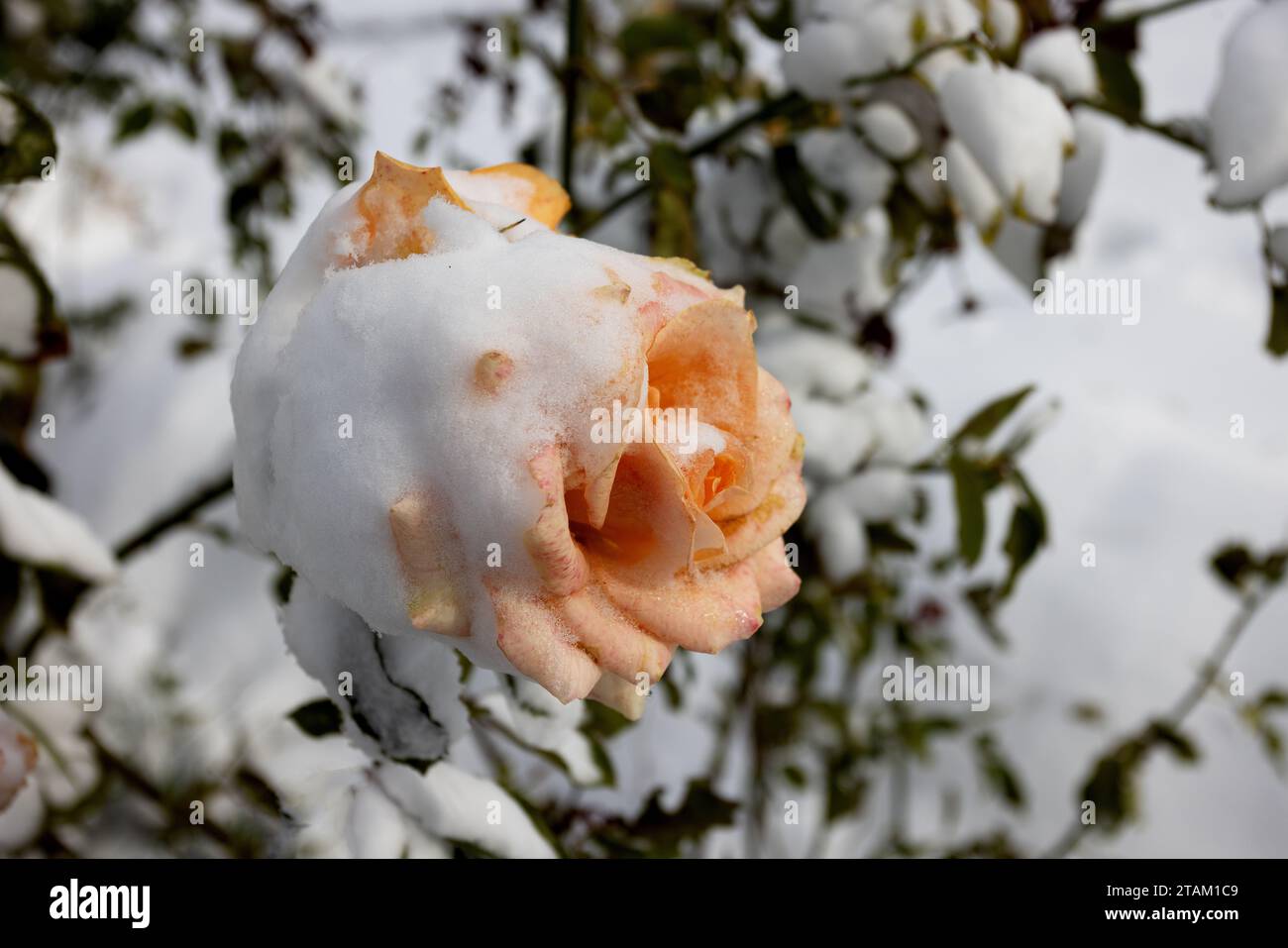 Frozen flowers. Rose bushes in snow. White flowers and white snow. Rose ...