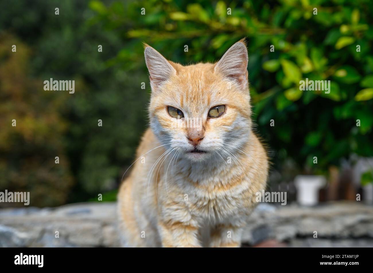 White background cyprus cat hi-res stock photography and images - Alamy
