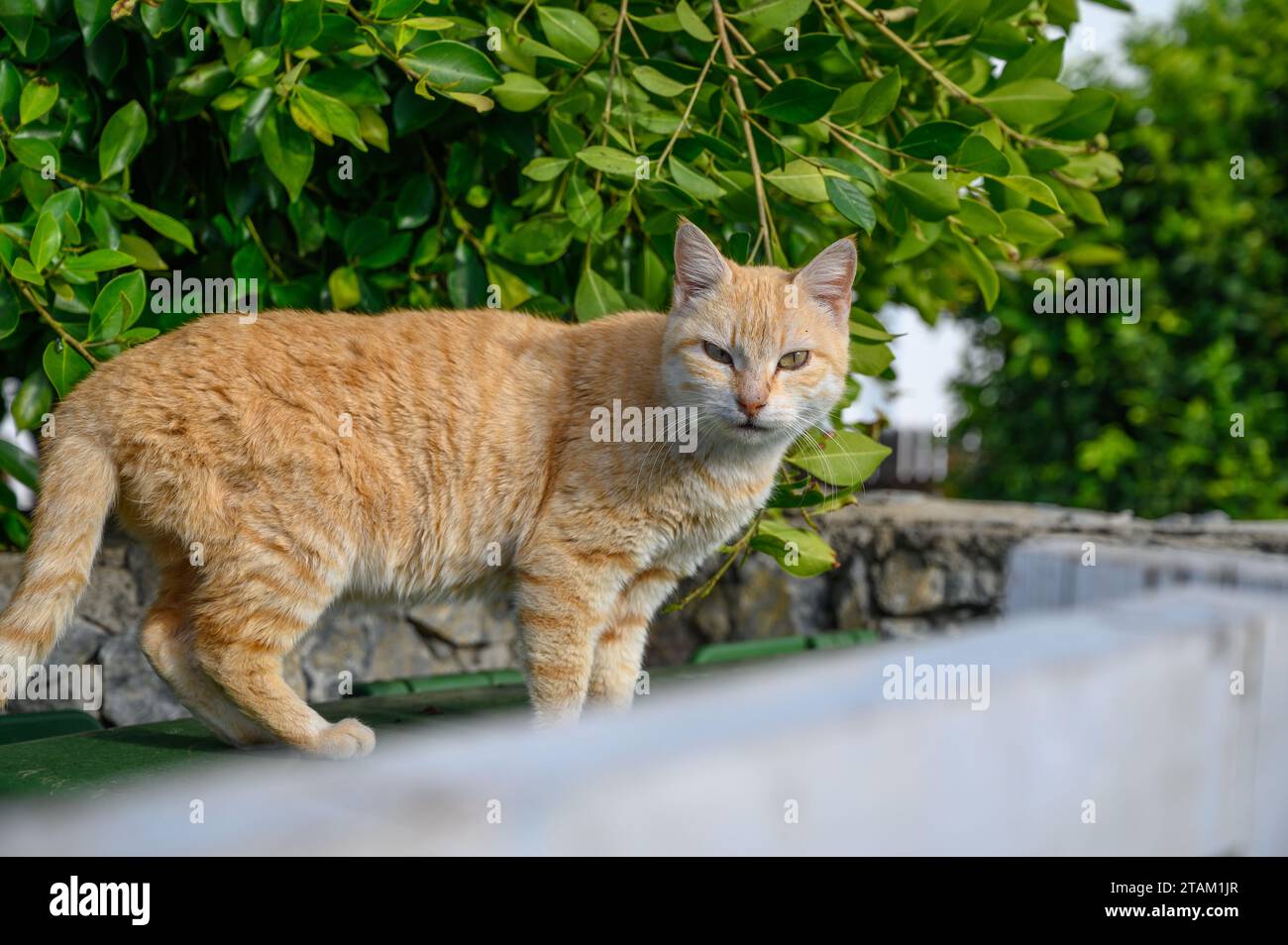 White background cyprus cat hi-res stock photography and images - Alamy