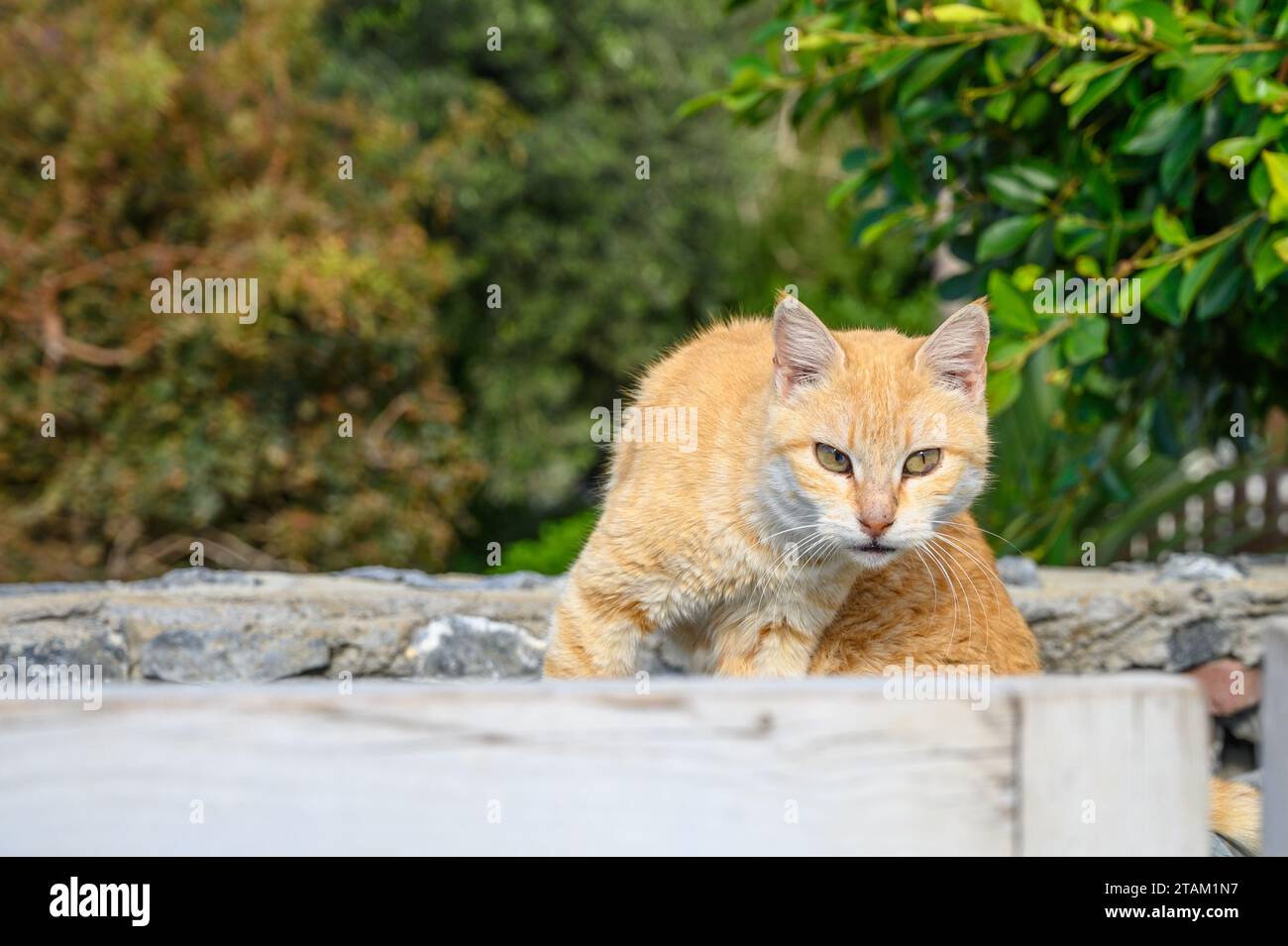 White background cyprus cat hi-res stock photography and images - Alamy