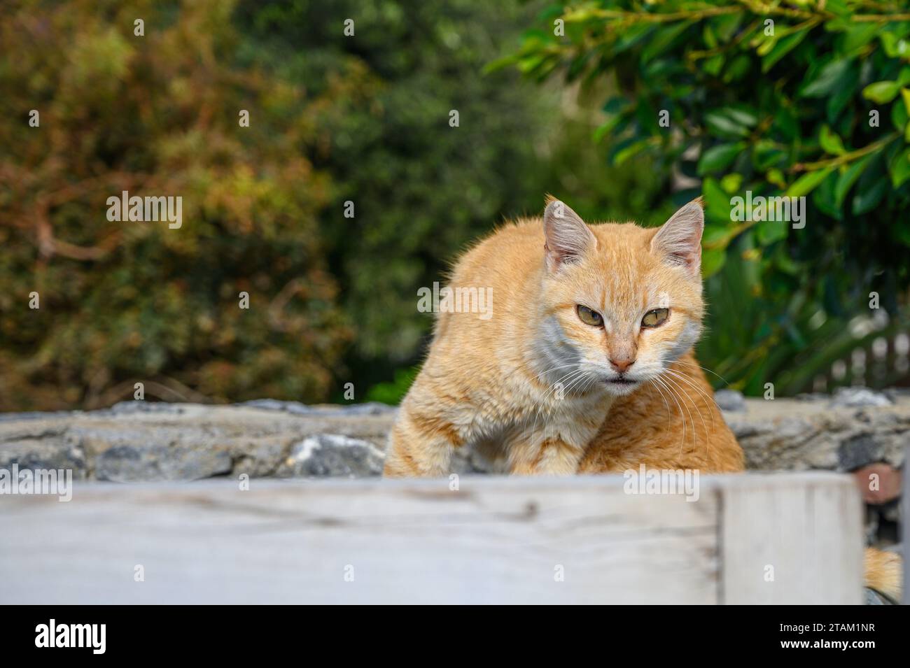red cat in the sun Cyprus 2 Stock Photo - Alamy