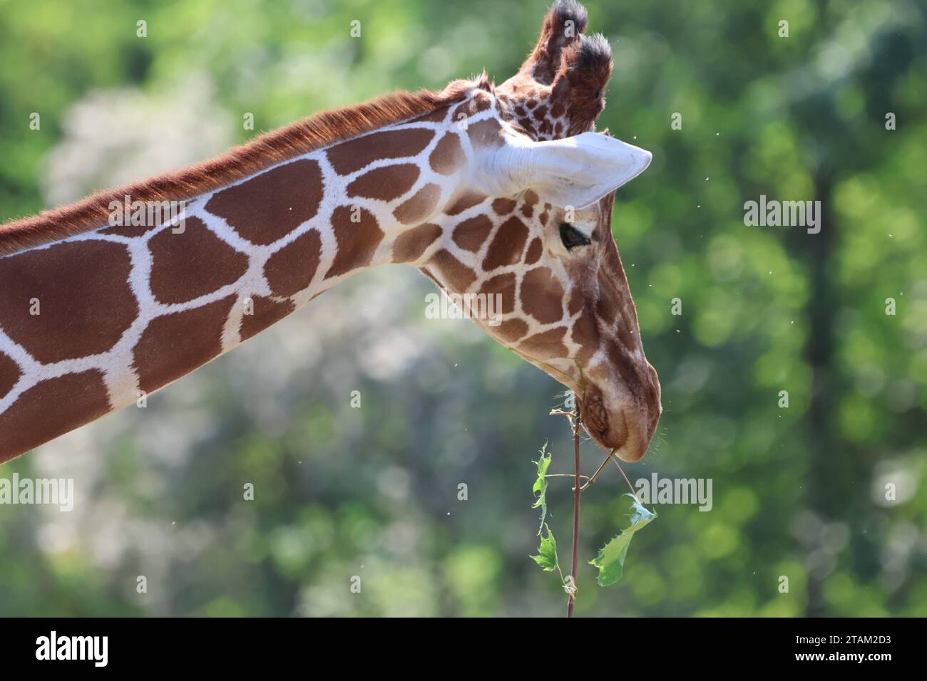 An African giraffe standing in an open grassy area, its long neck ...