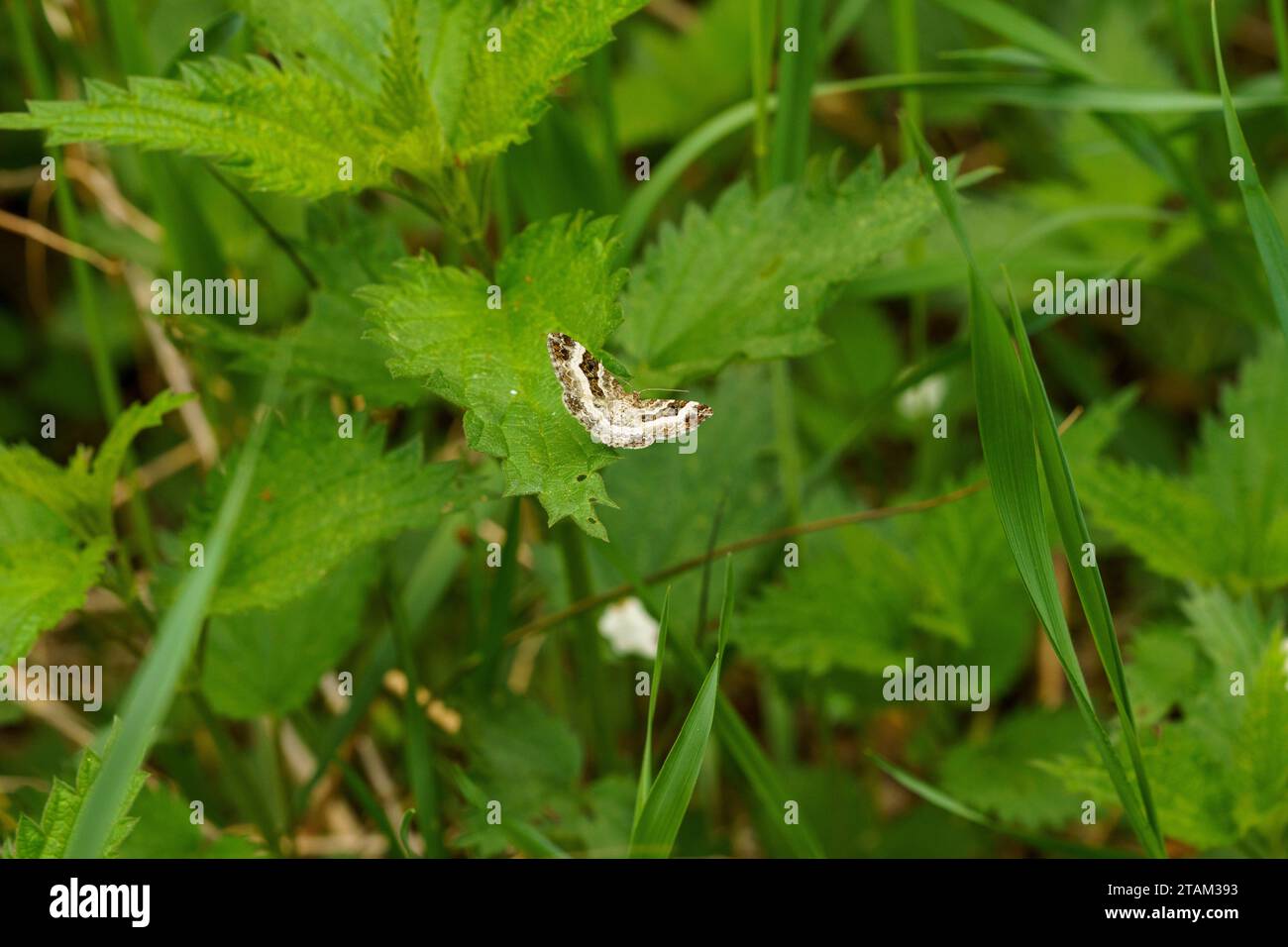 Epirrhoe alternata Family Geometridae Genus Epirrhoe Common carpet moth ...