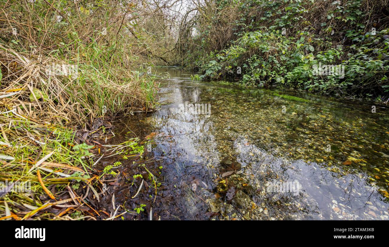 water level view of shallow chalk steam - the River Wylye in Wiltshire ...