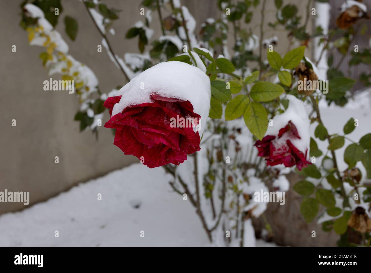 Frozen flowers. Rose bushes in snow. Red flowers and white snow. Rose ...