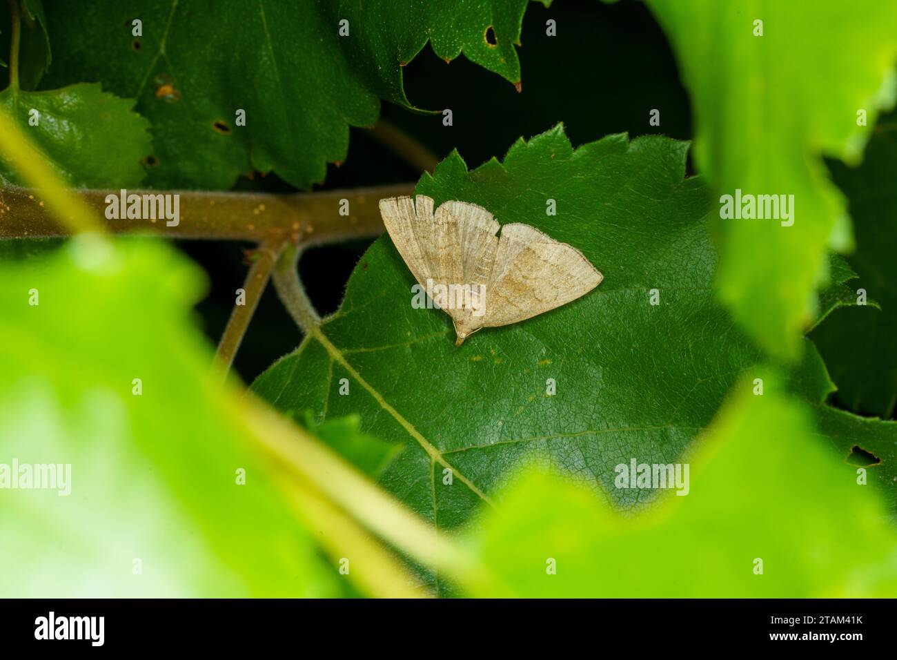 Shade fan foot moth hi-res stock photography and images - Alamy