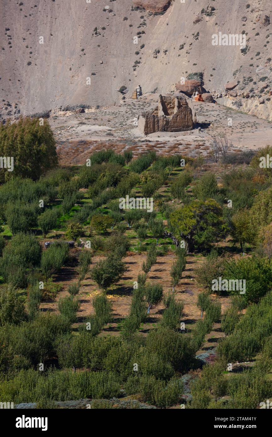 Apple orchards are a major crop in the Kali Gandaki Gorge Chhusang ...