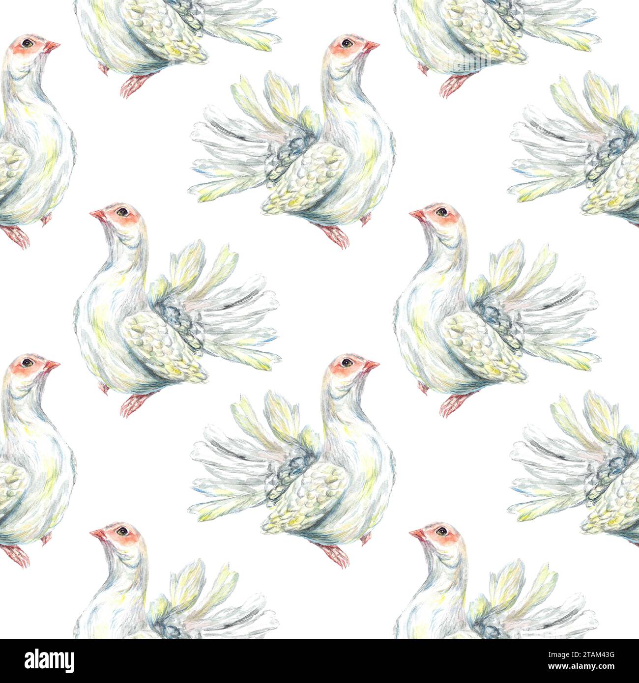 White doves. Watercolor illustration of seamless pattern isolated on ...