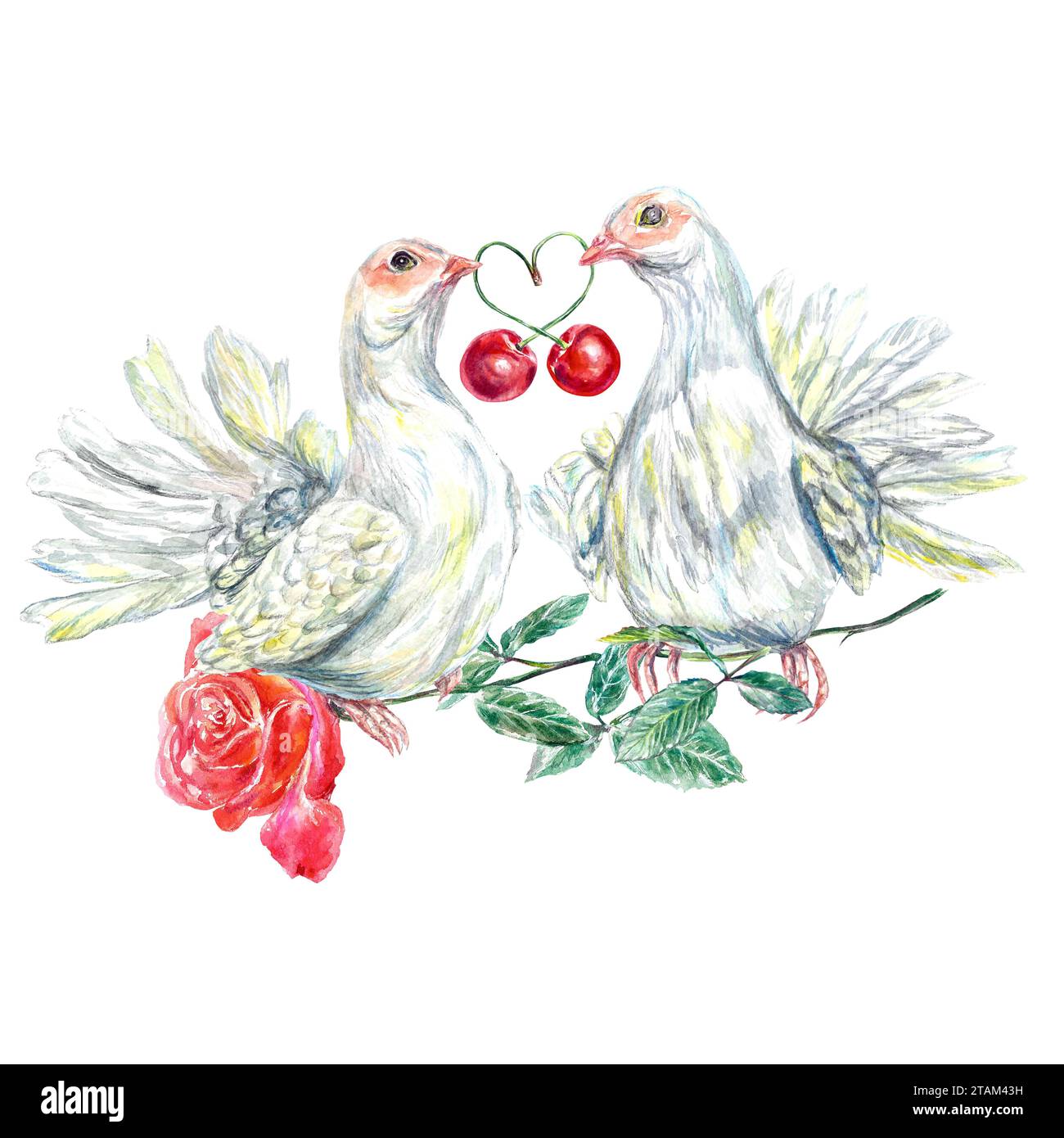 White doves with cherries and rose. Watercolor illustration on a white background. Valentines ...