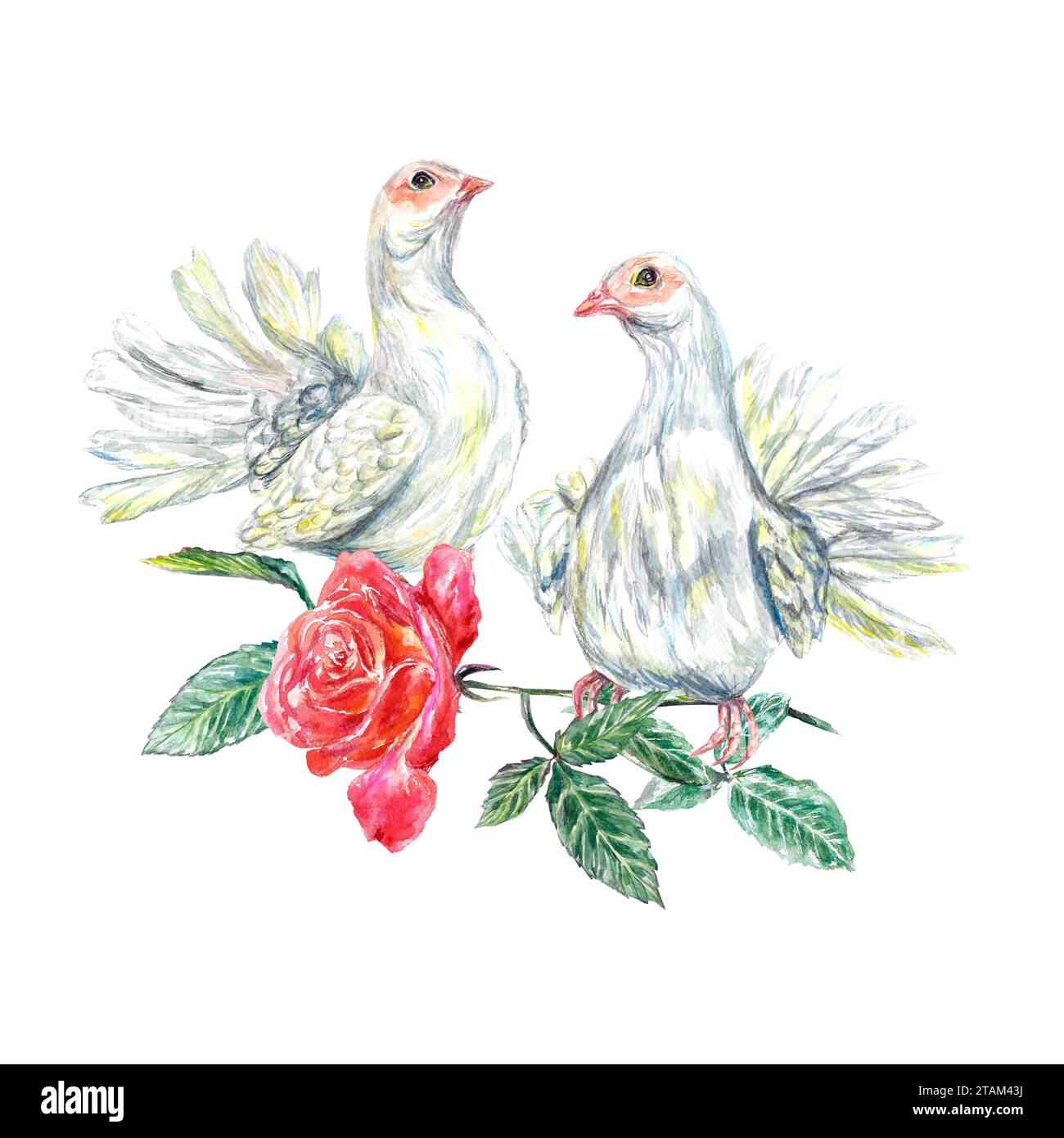 White doves with a red rose. Watercolor illustration on a white ...