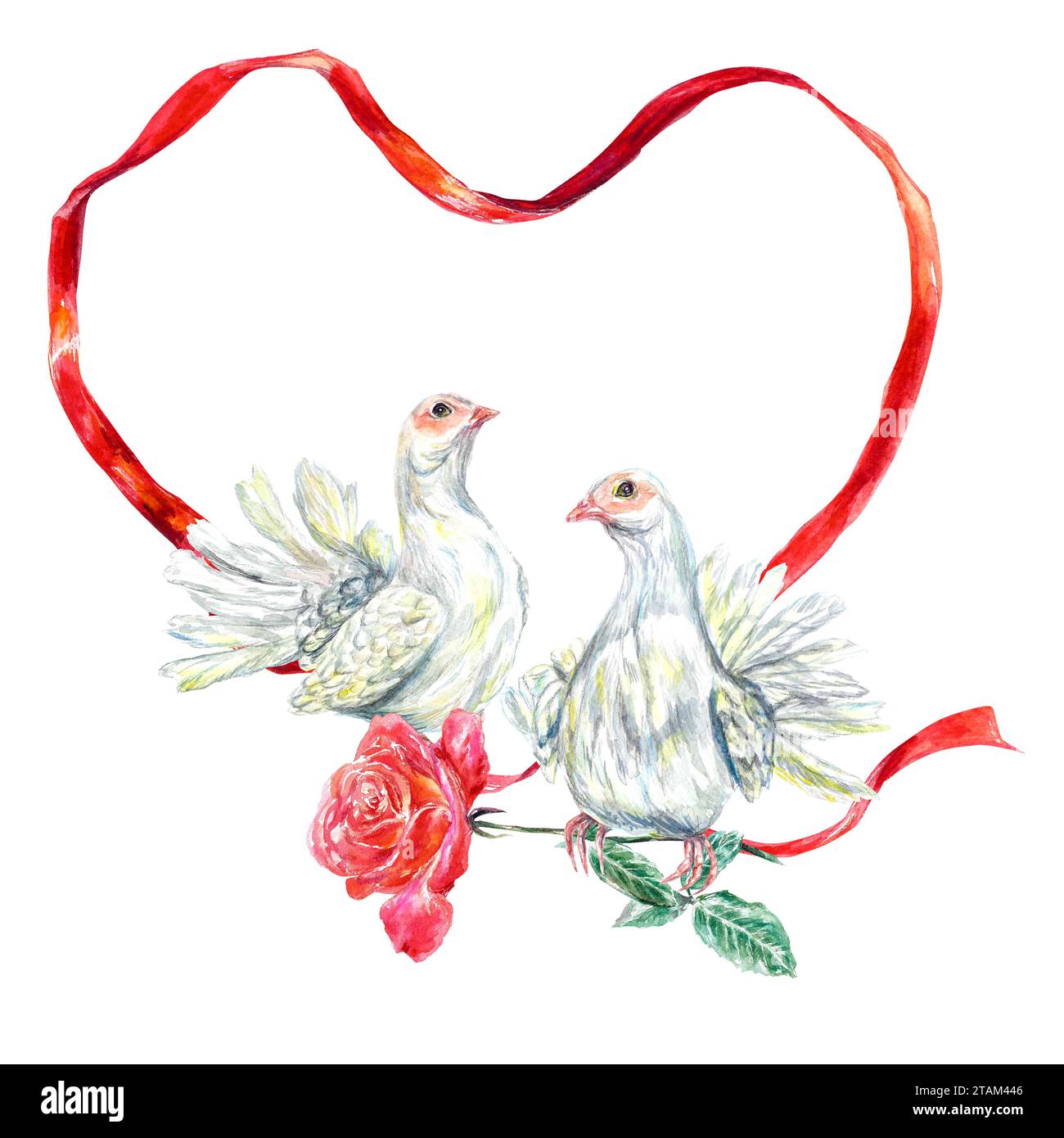 White doves with a red ribbon. Watercolor illustration on a white ...