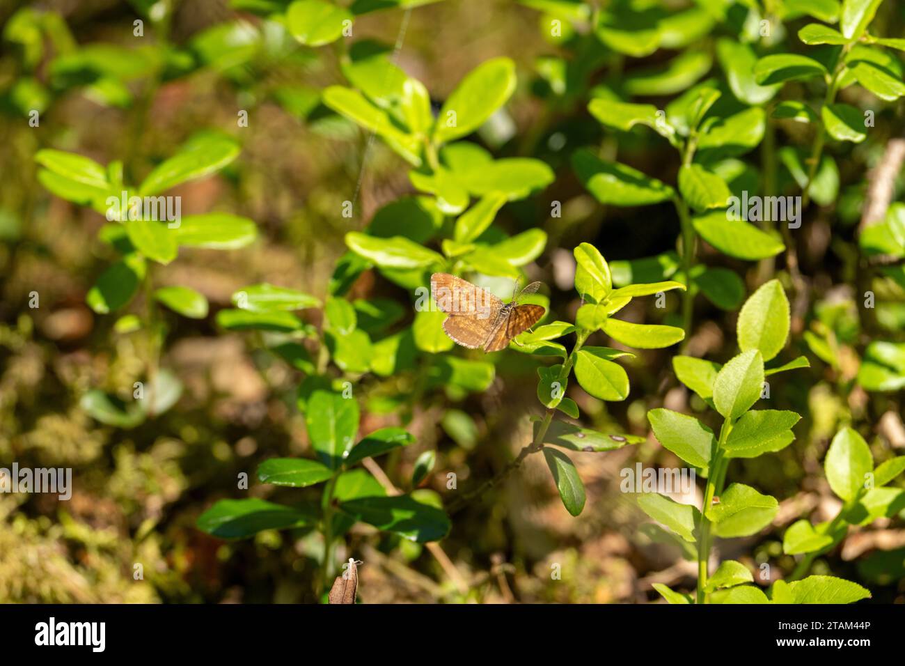 Small brownish moth hi-res stock photography and images - Alamy