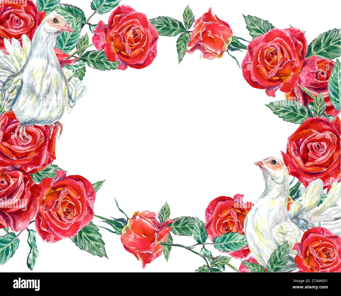 White dove with red roses. Watercolor illustration isolated on white ...