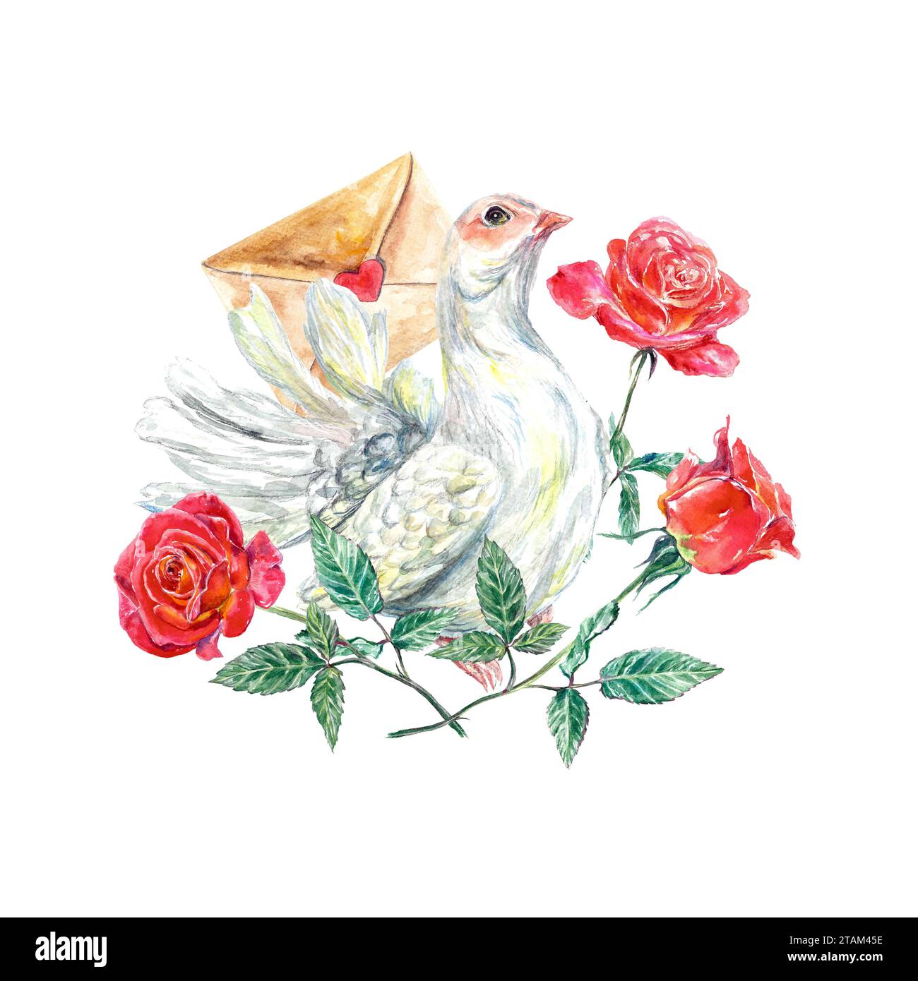 White dove with red roses and an envelope. Watercolor illustration ...